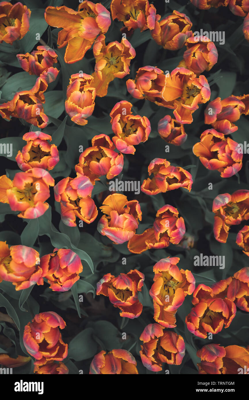 Pella tulip festival hi-res stock photography and images - Alamy