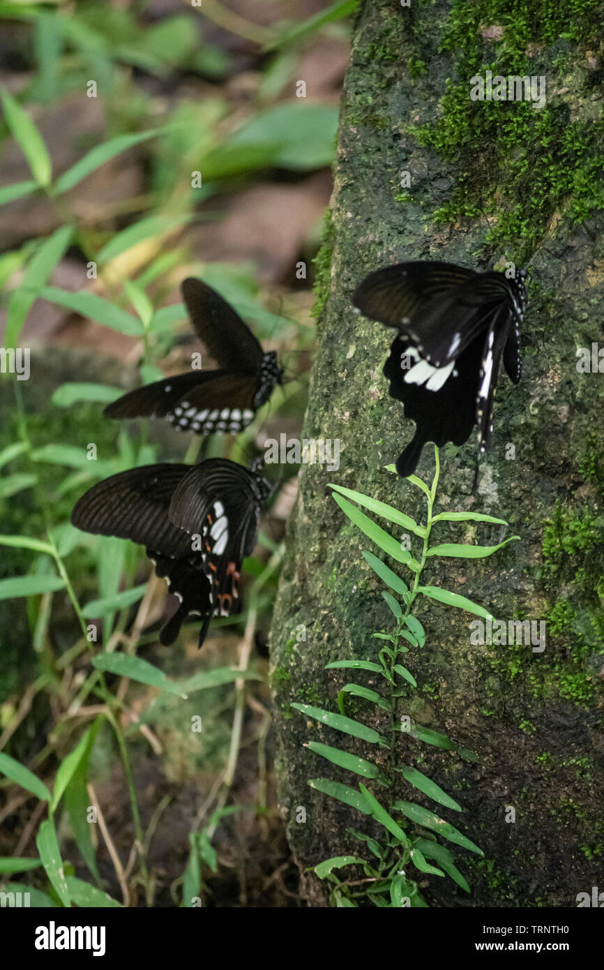 Black and White Helen butterfly color from Thailand, spot in ...