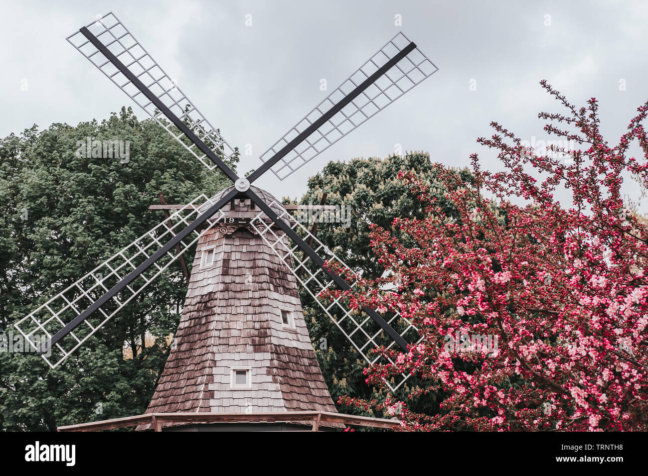 Dutch windmill blades surrounded by branches of a pink blooming ...