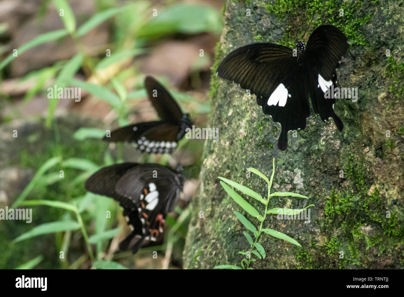 Black and White Helen butterfly color from Thailand, spot in ...
