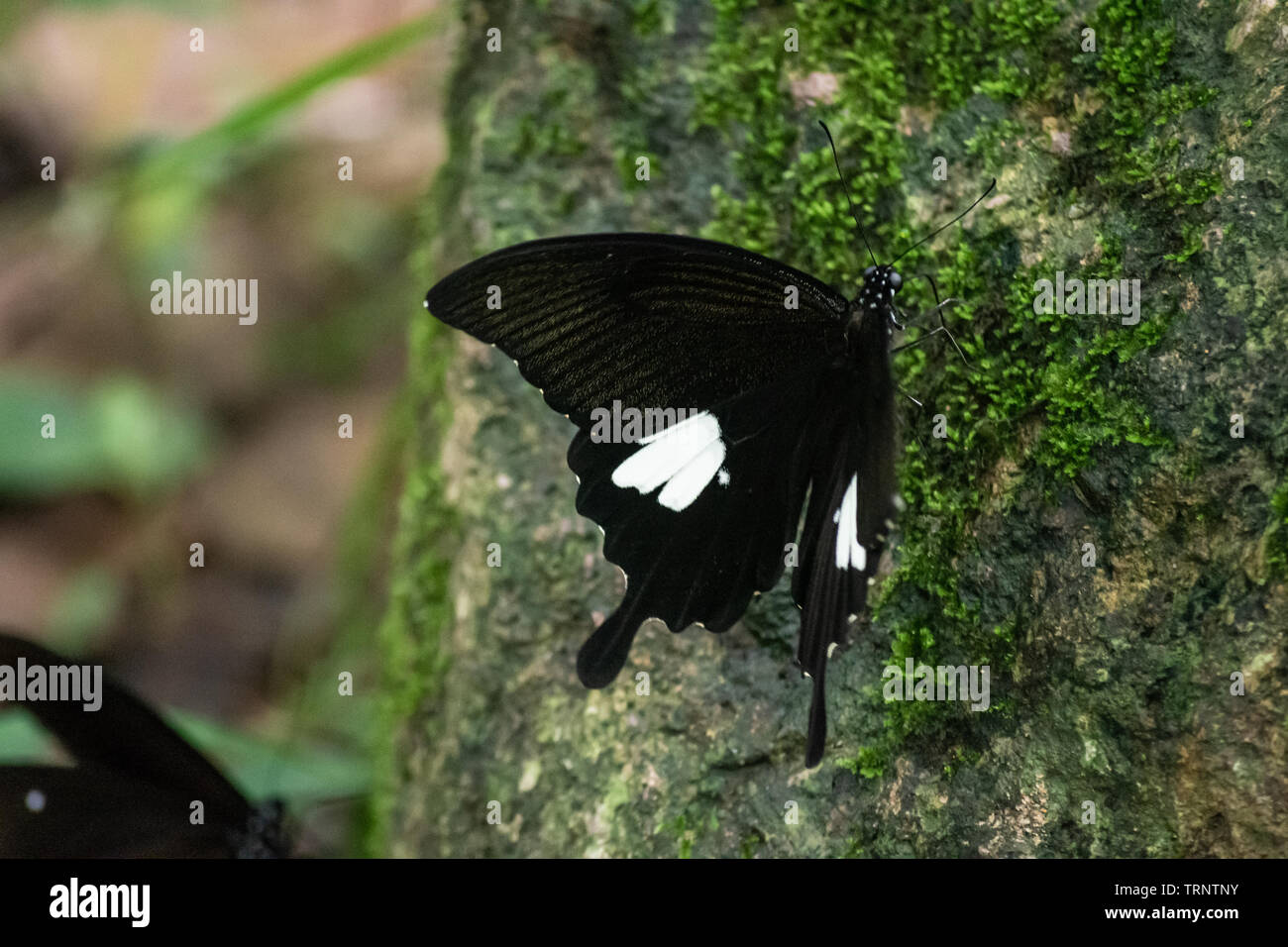 Black and White Helen butterfly color from Thailand, spot in ...