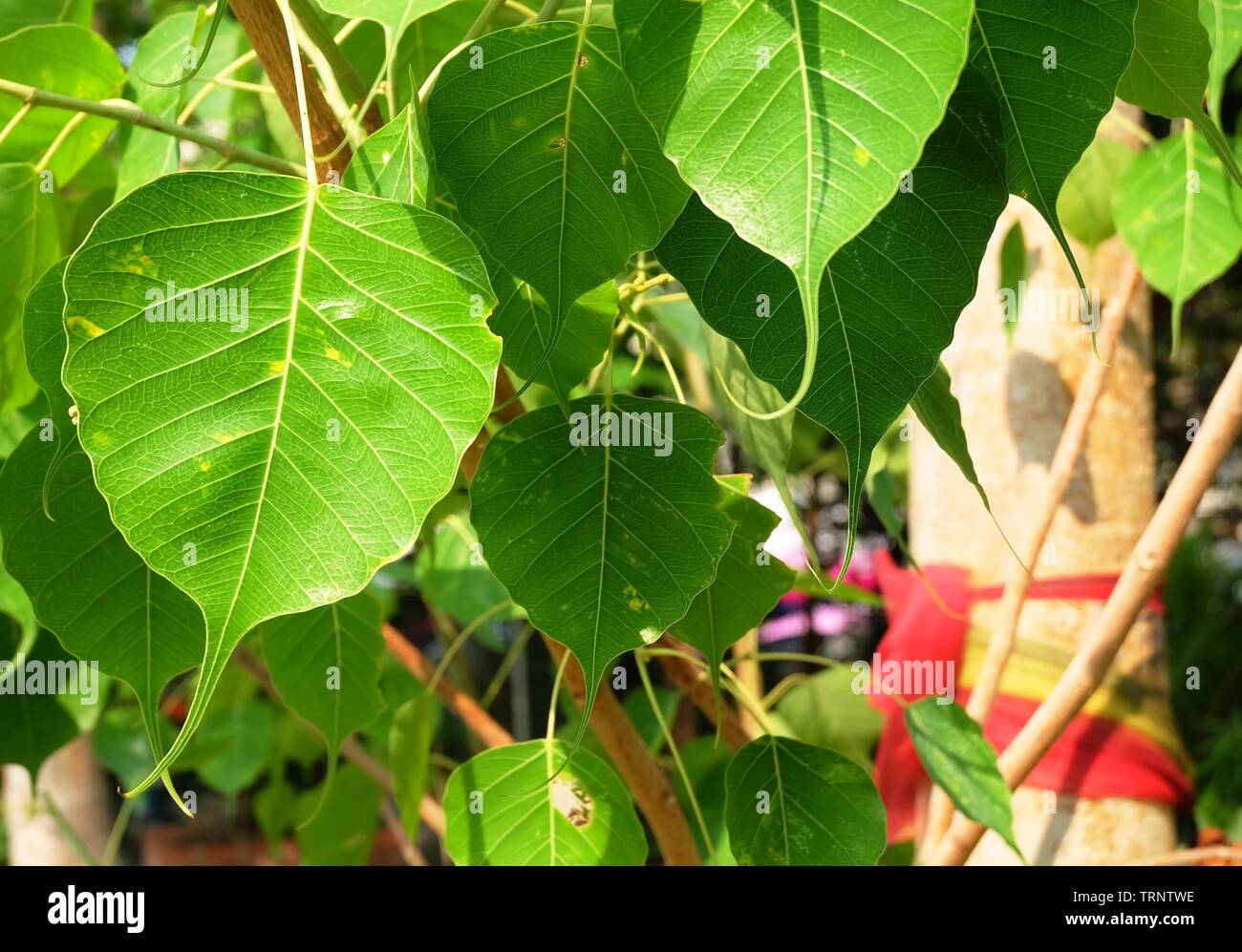 Close Up of Sacred Fig, Bodhi Tree or Ficus Religiosa in A Temple, The ...