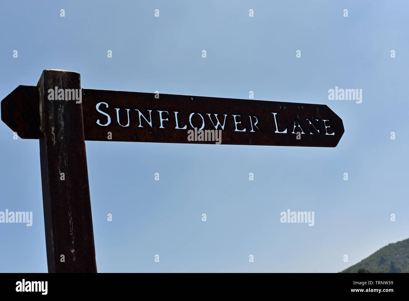 Sunflower Lane Sign Stock Photo - Alamy