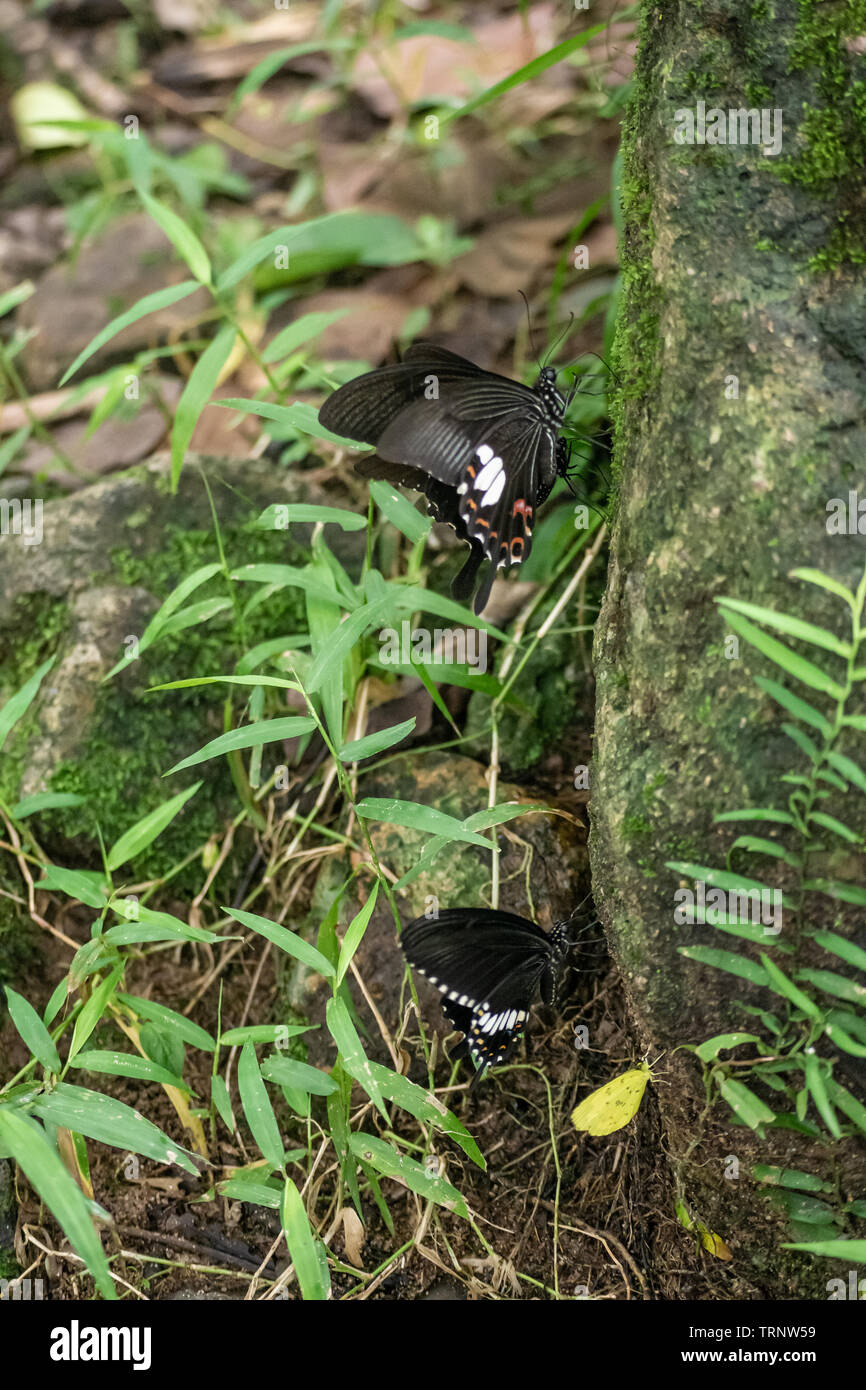 Black and White Helen butterfly color from Thailand, spot in ...