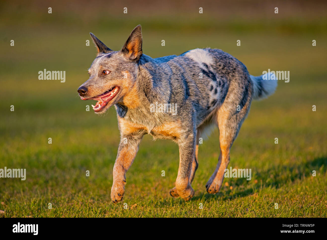 Australian Cattle Dog is running free in the warm sunset light Stock ...