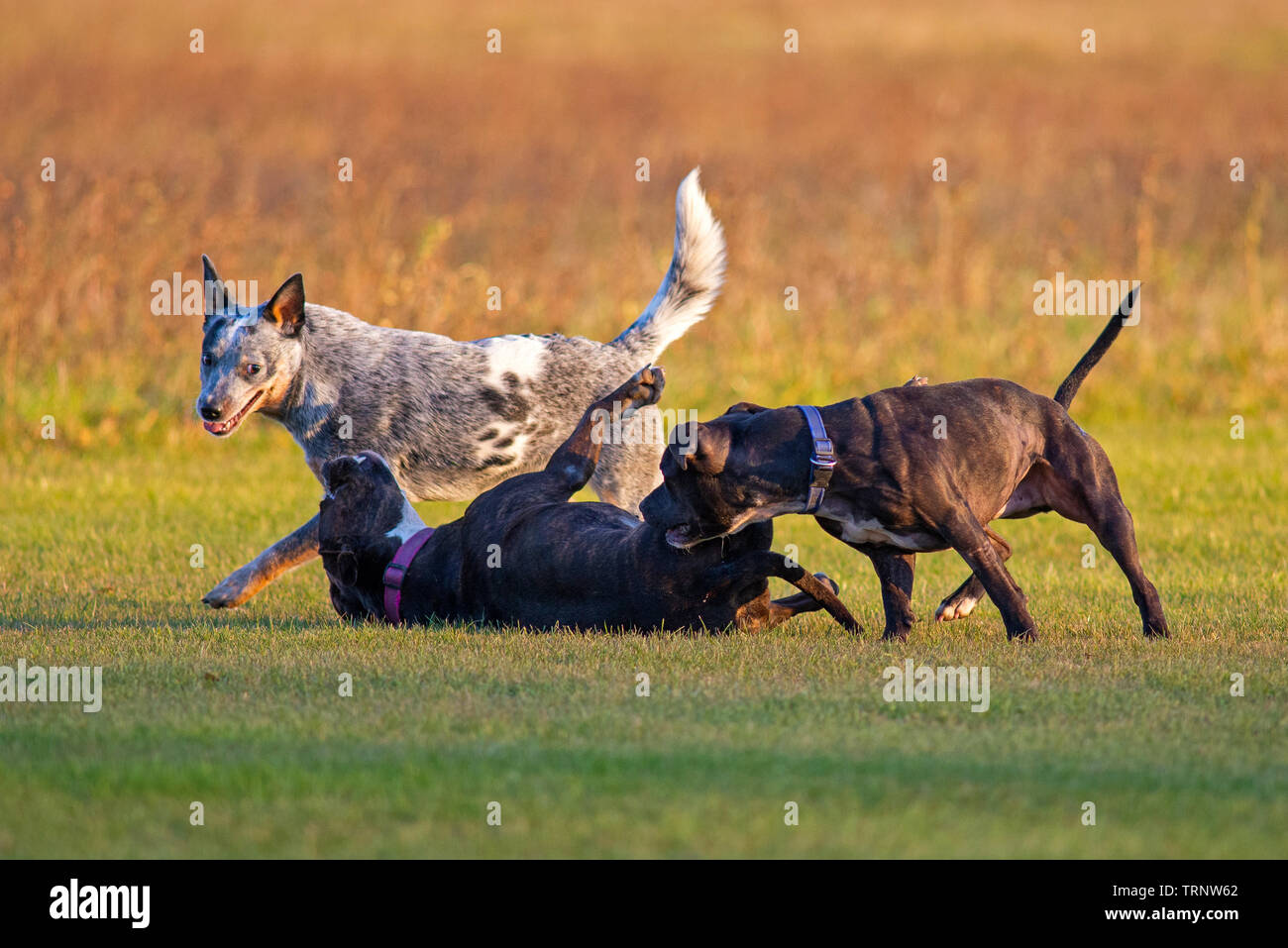 Three dogs playing together outdoor Stock Photo - Alamy