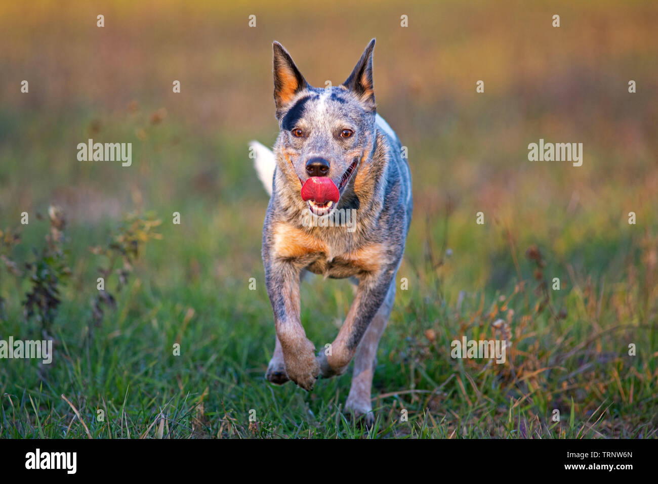 Running australian cattle dog hi-res stock photography and images - Alamy