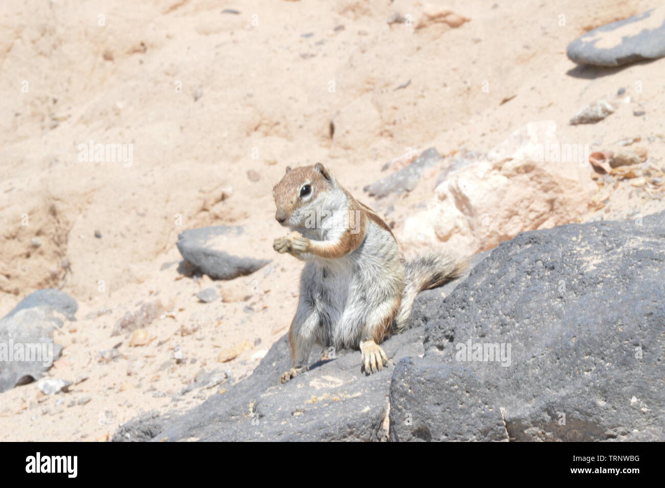 Preppy Squirrel Of Australian Origin Eating A Peanut In Costa Calma ...