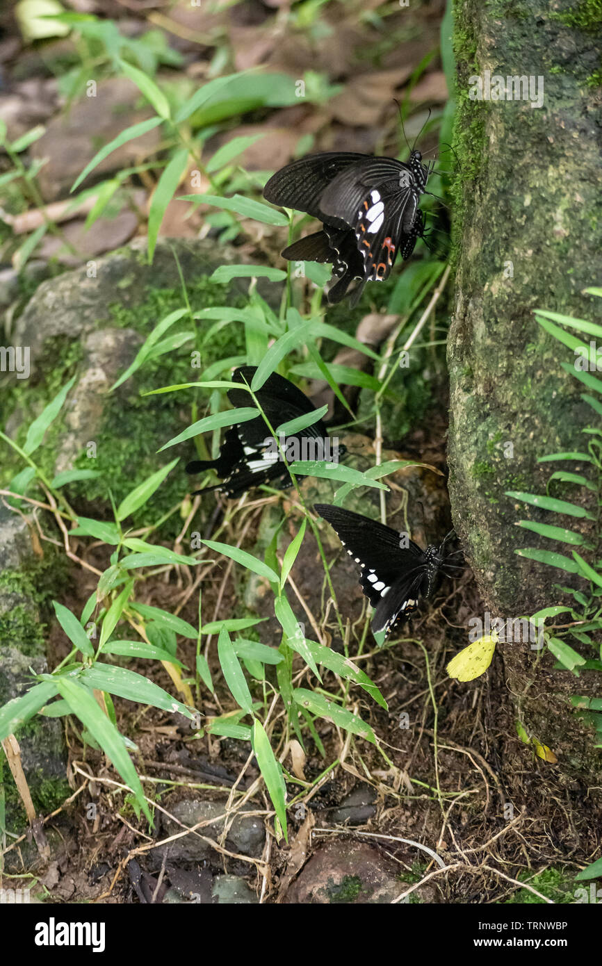 Black and White Helen butterfly color from Thailand, spot in ...