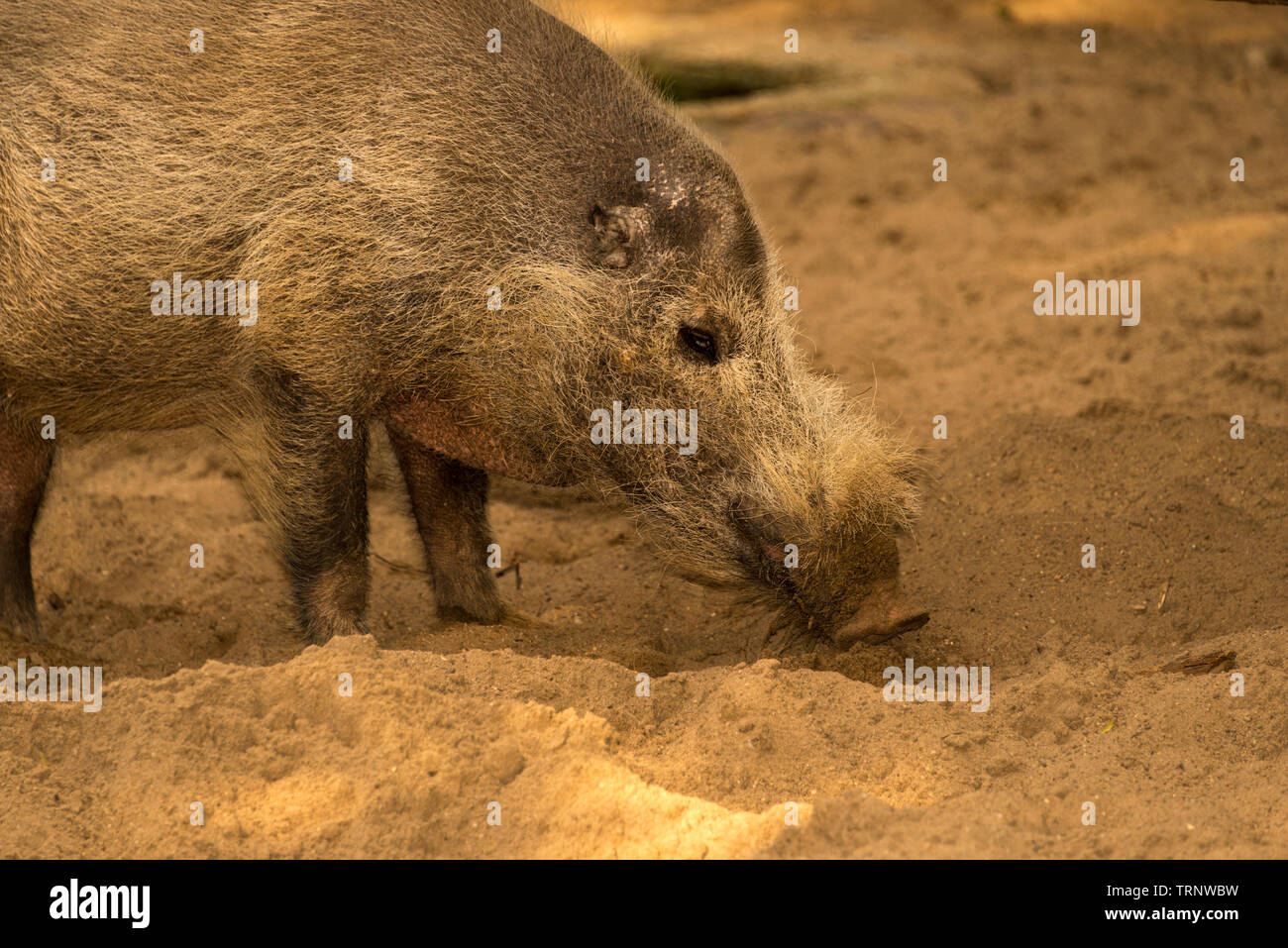 Bearded Pig (Sus barbatus Stock Photo - Alamy