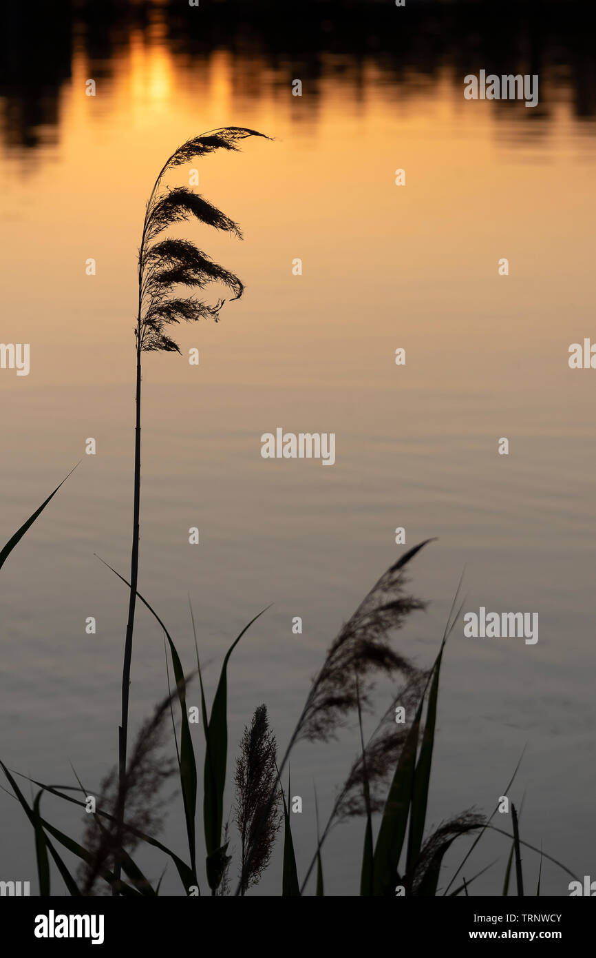 Beautiful sunset reed hi-res stock photography and images - Alamy