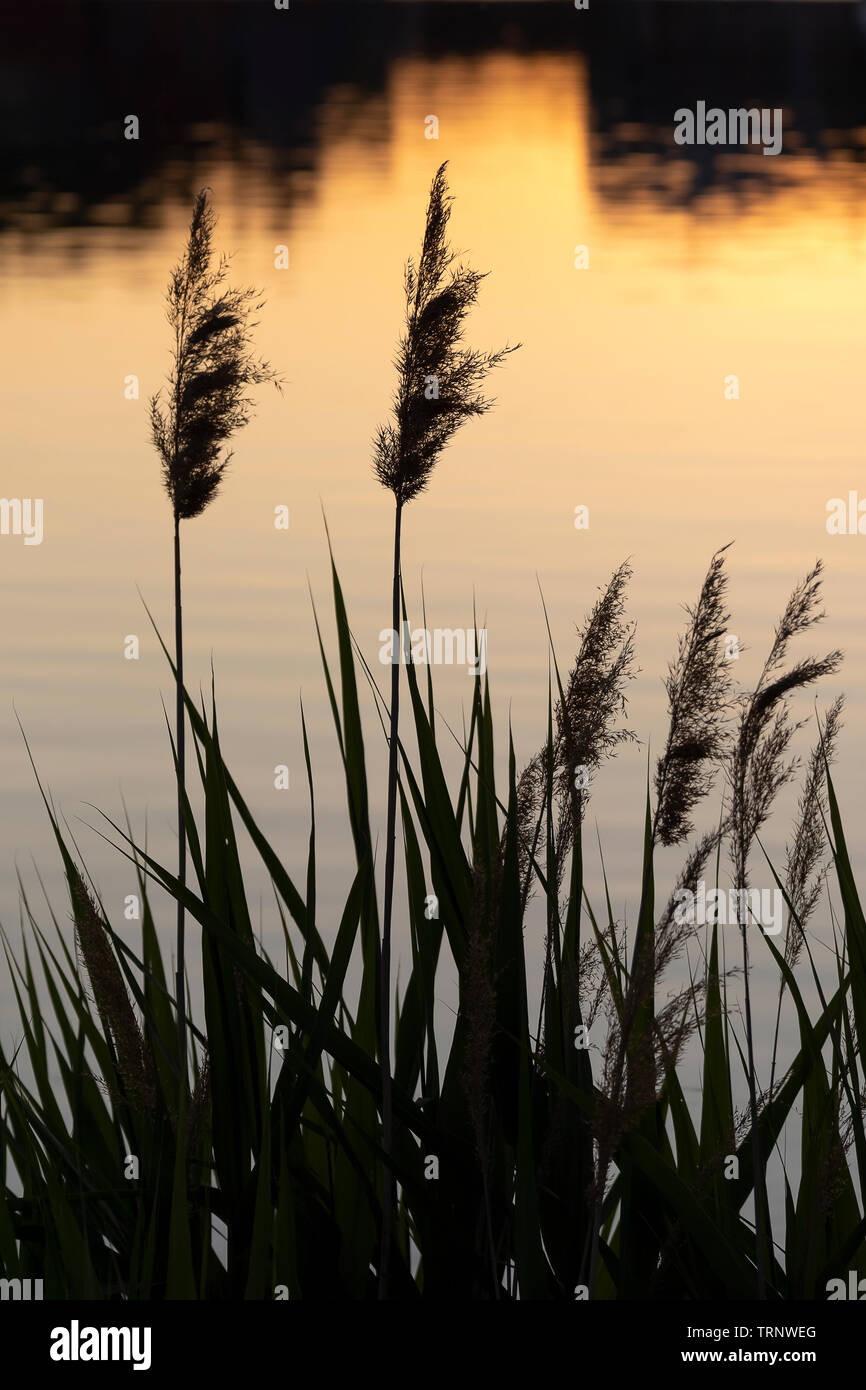 Reeds and sunset hi-res stock photography and images - Alamy