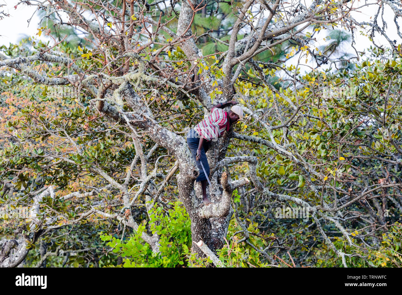 Man climbs the tree hi-res stock photography and images - Alamy