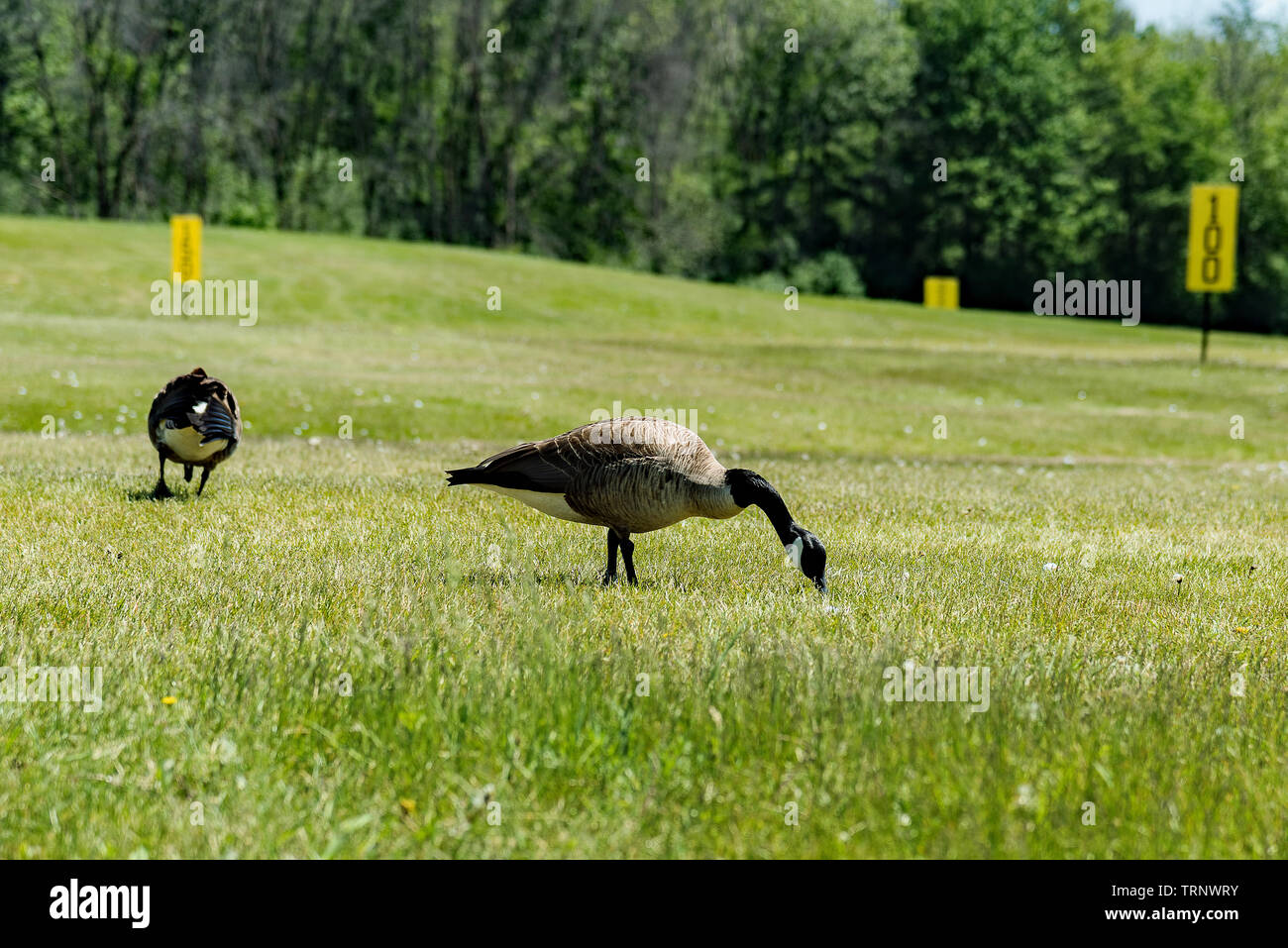 Driving ranges hi-res stock photography and images - Alamy