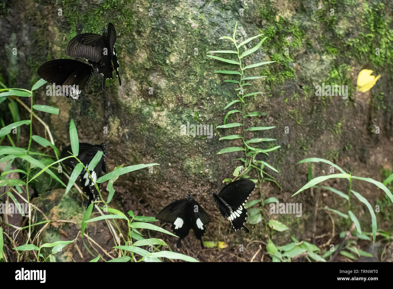 Black and White Helen butterfly color from Thailand, spot in ...