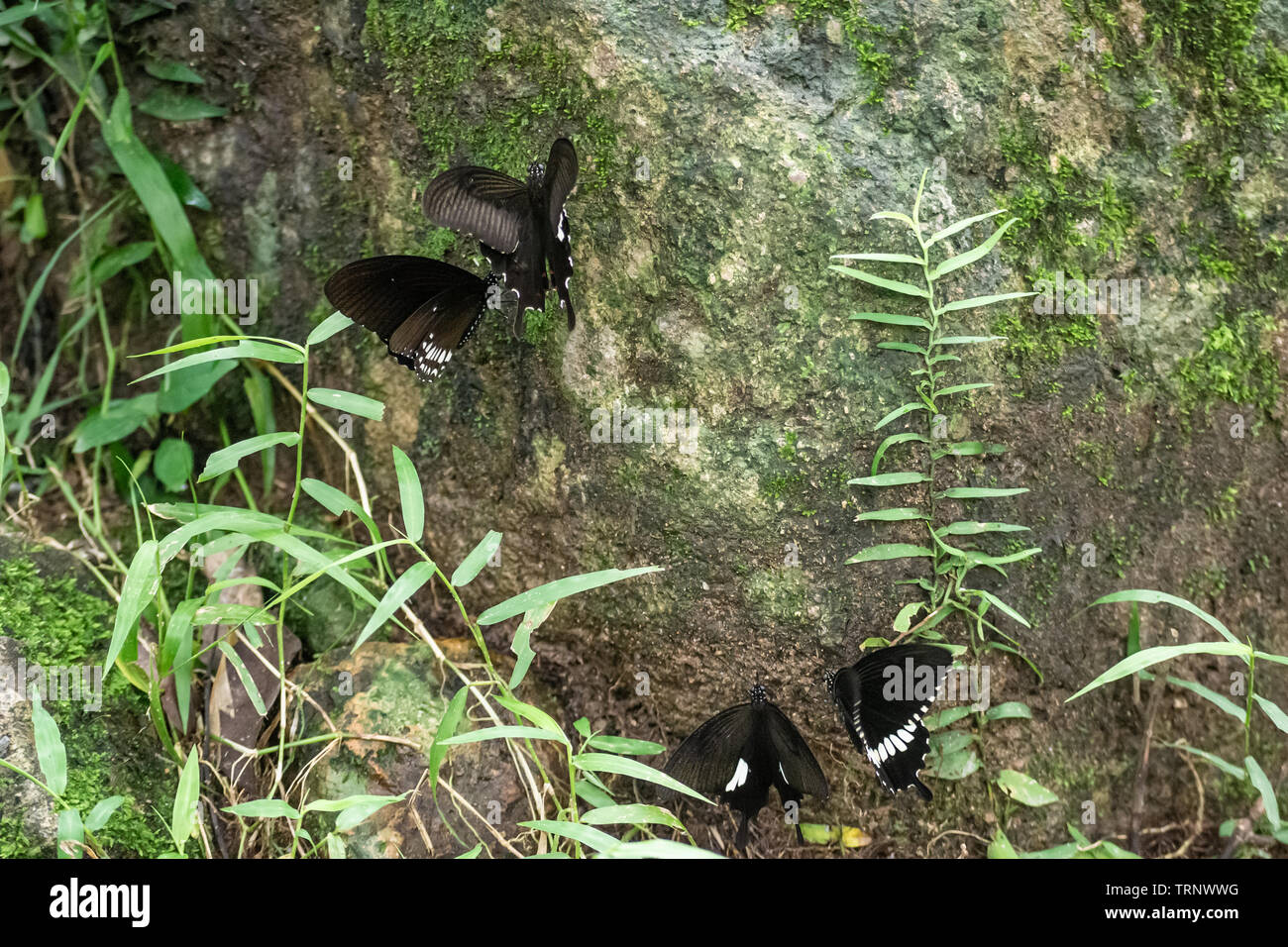 Black and White Helen butterfly color from Thailand, spot in ...