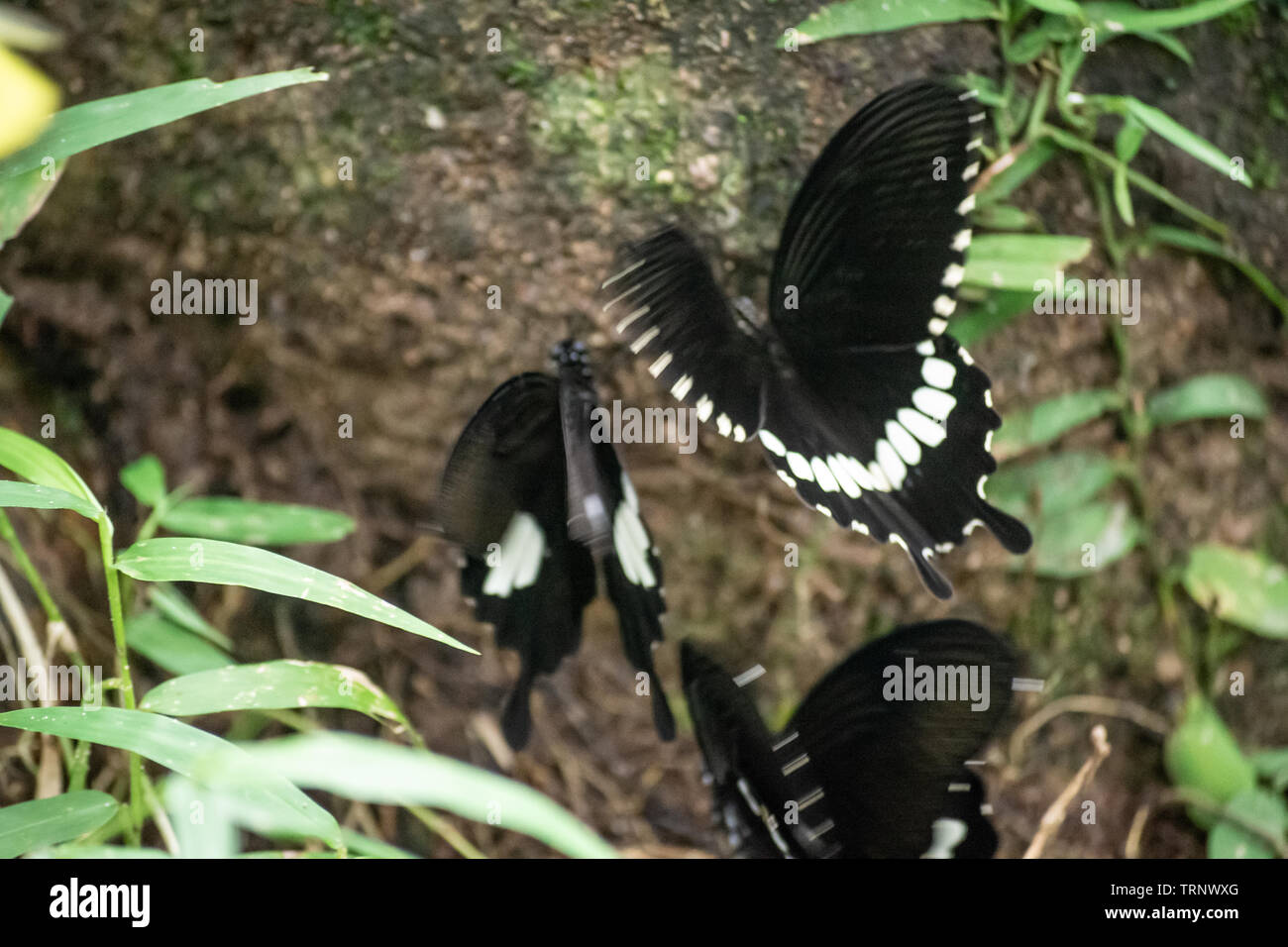 Black and White Helen butterfly color from Thailand, spot in ...