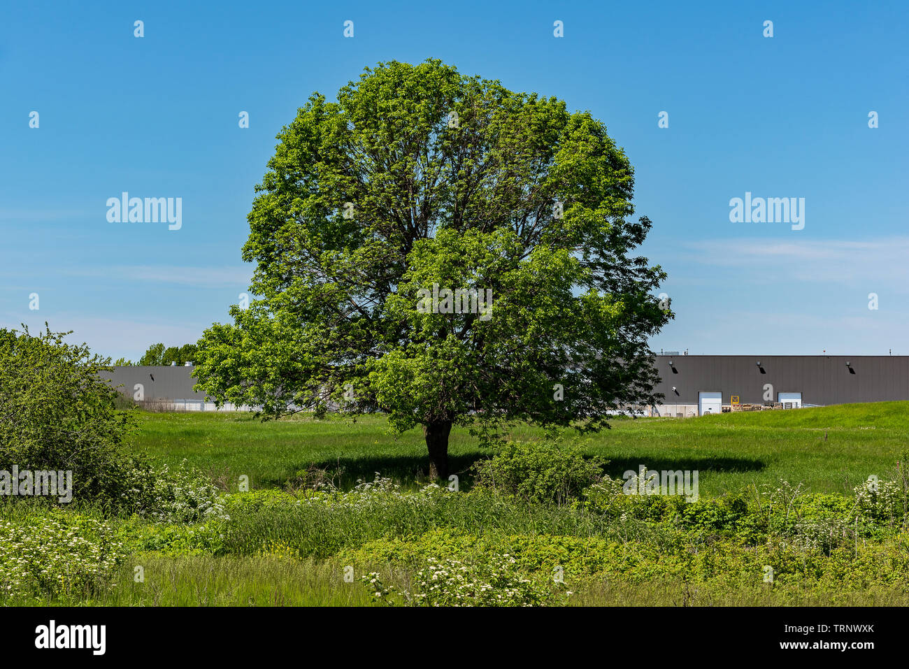 Shade trees hi-res stock photography and images - Alamy