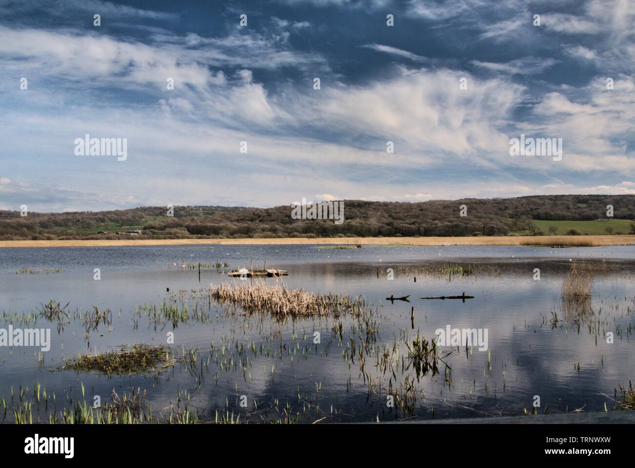 Leighton moss rspb bittern hi-res stock photography and images - Alamy