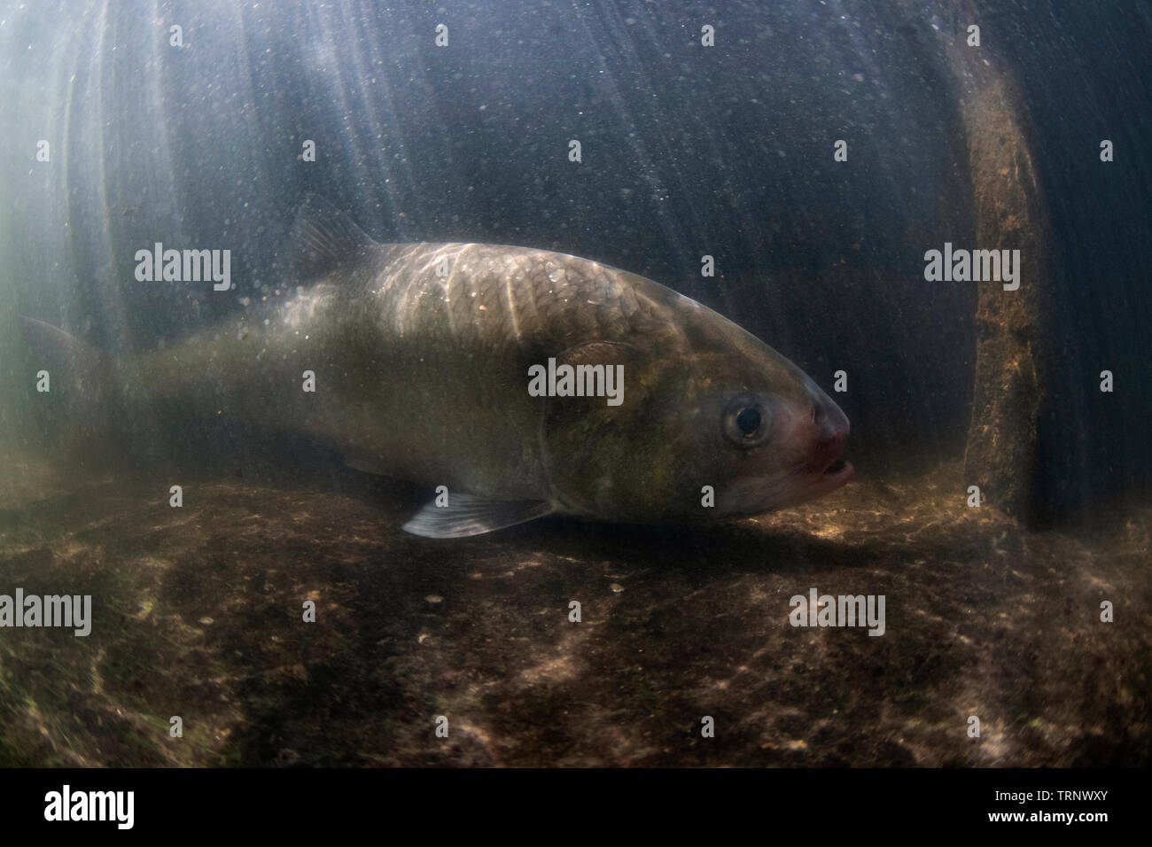 Allis Shad High Resolution Stock Photography and Images - Alamy