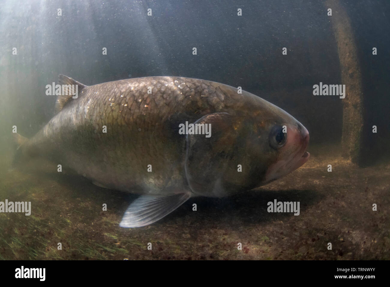 Allis shad, alosa alosa, Being released in from a tagging, River Tamar ...