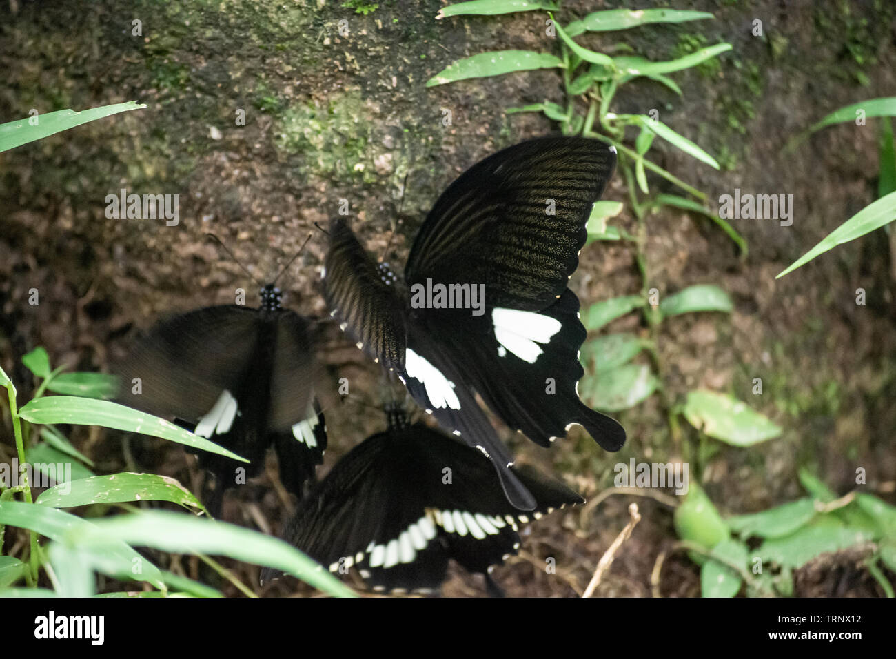 Black and White Helen butterfly color from Thailand, spot in ...
