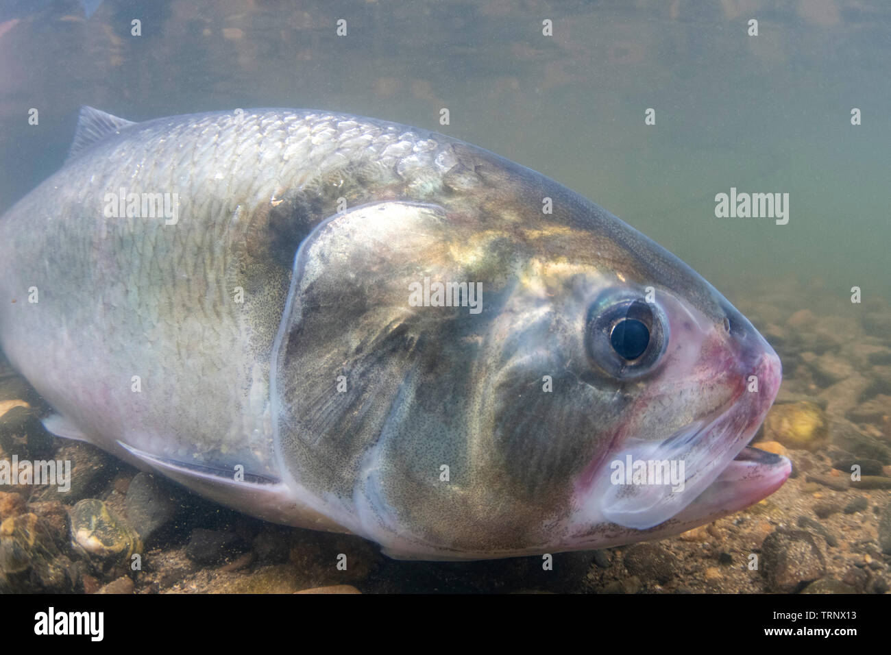 Allis shad, alosa alosa, Being released in from a tagging, River Tamar ...