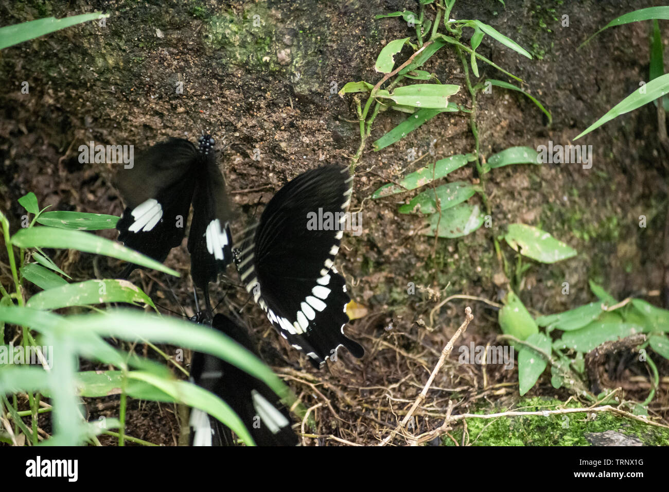 Black and White Helen butterfly color from Thailand, spot in ...