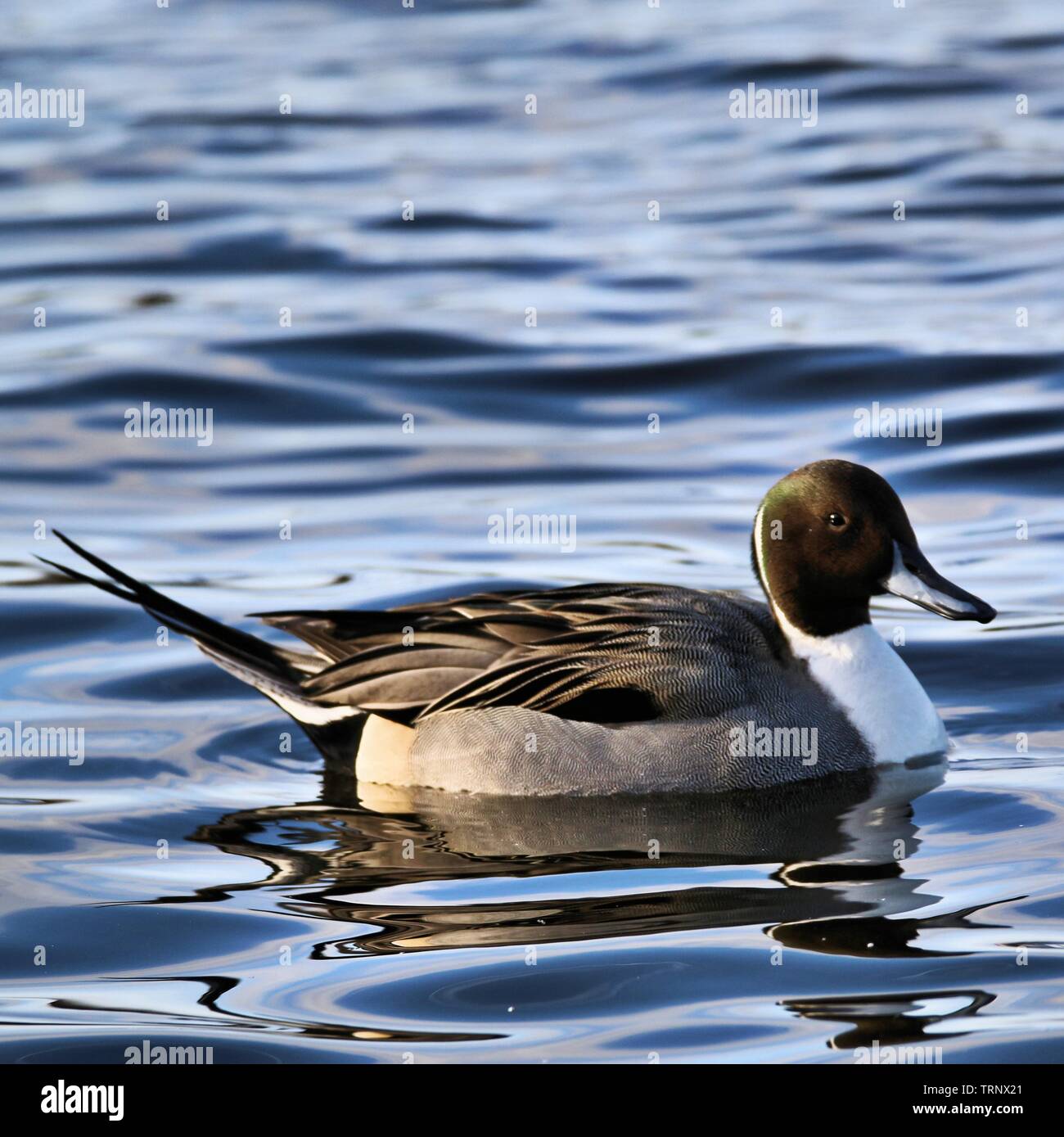 A view of a Pintail Duck Stock Photo - Alamy