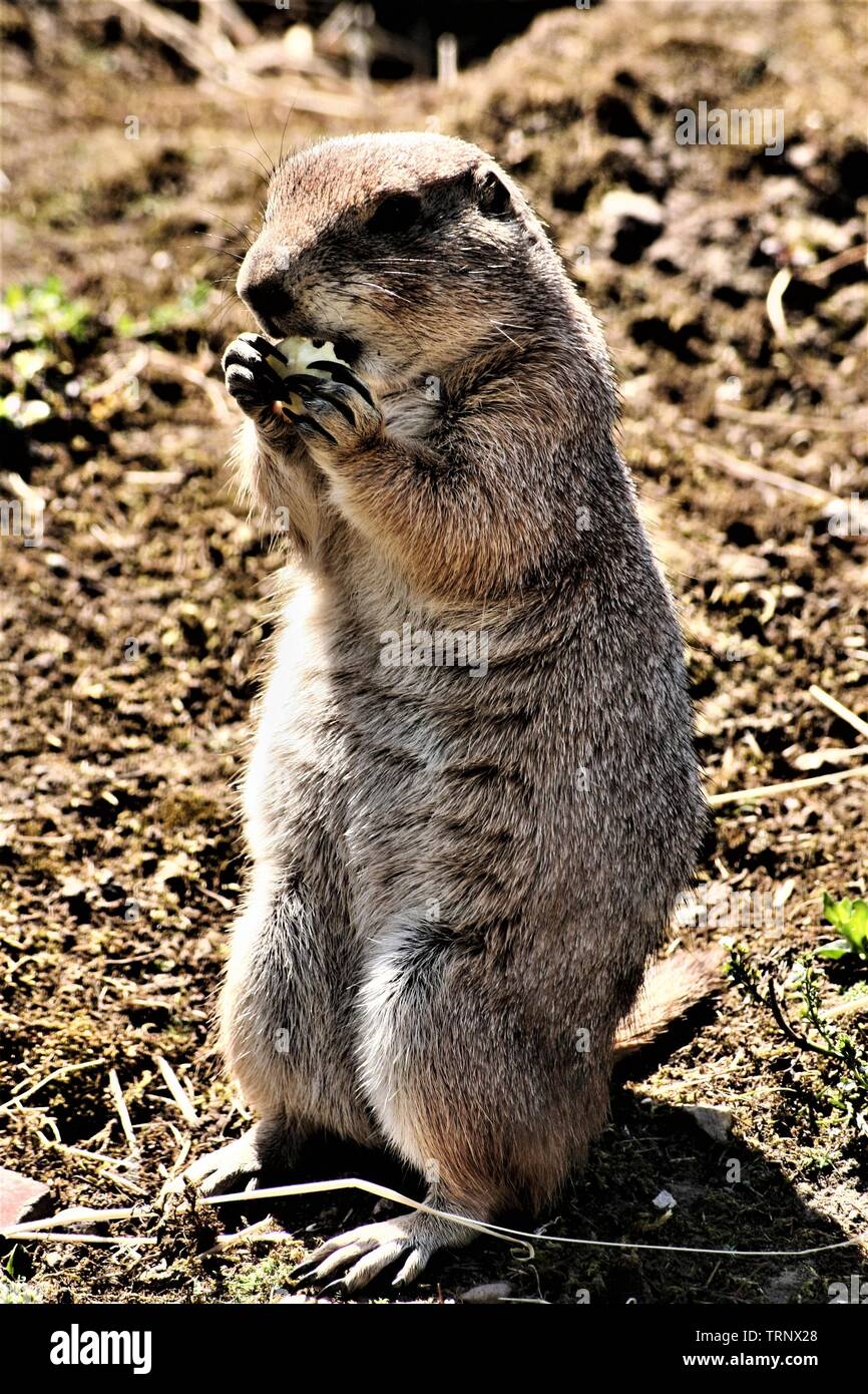 A picture of a Prairie Dog Stock Photo - Alamy