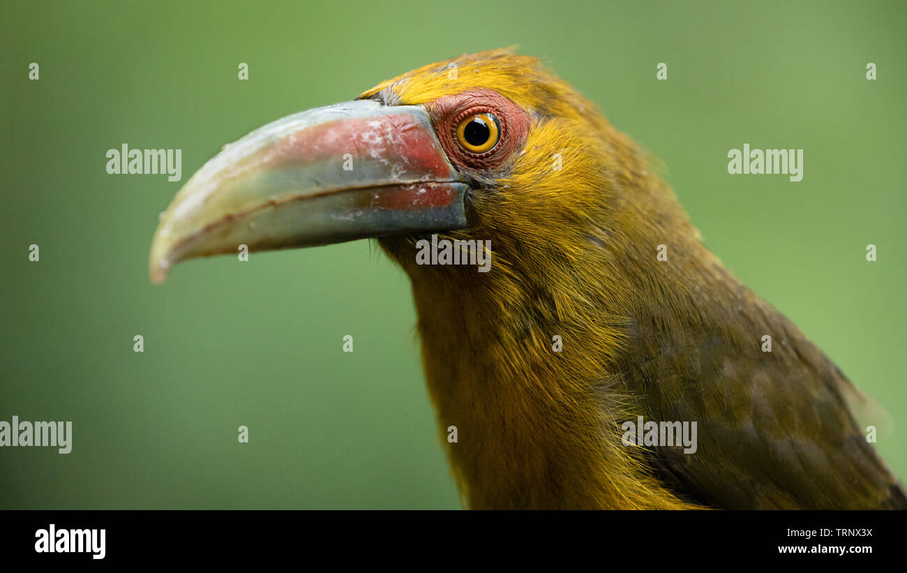 Banana bird hi-res stock photography and images - Alamy