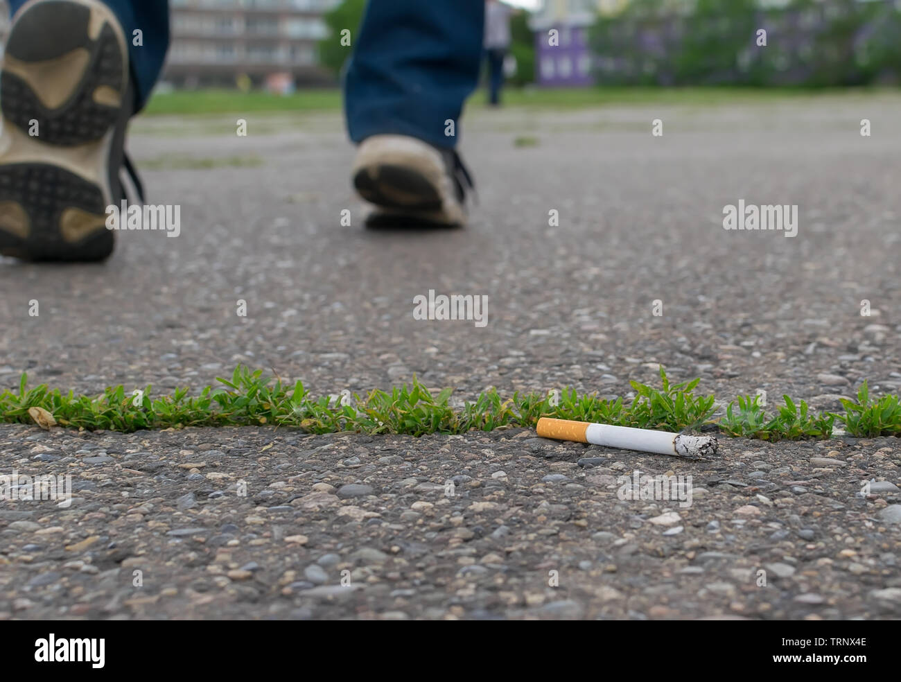 an abandoned Smoking cigarette butt lies on an asphalt path against the ...