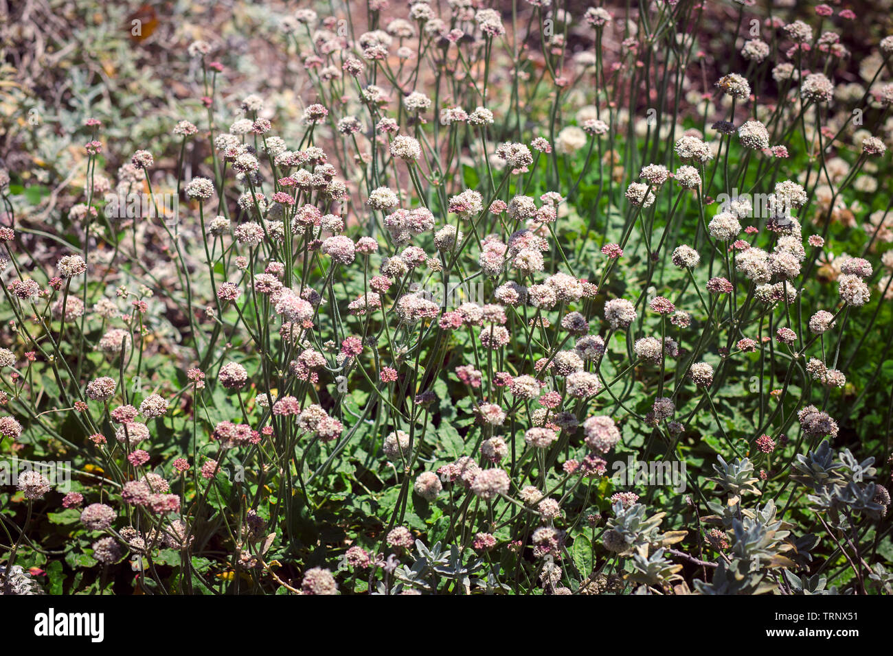 Pink wildflowers hi-res stock photography and images - Alamy