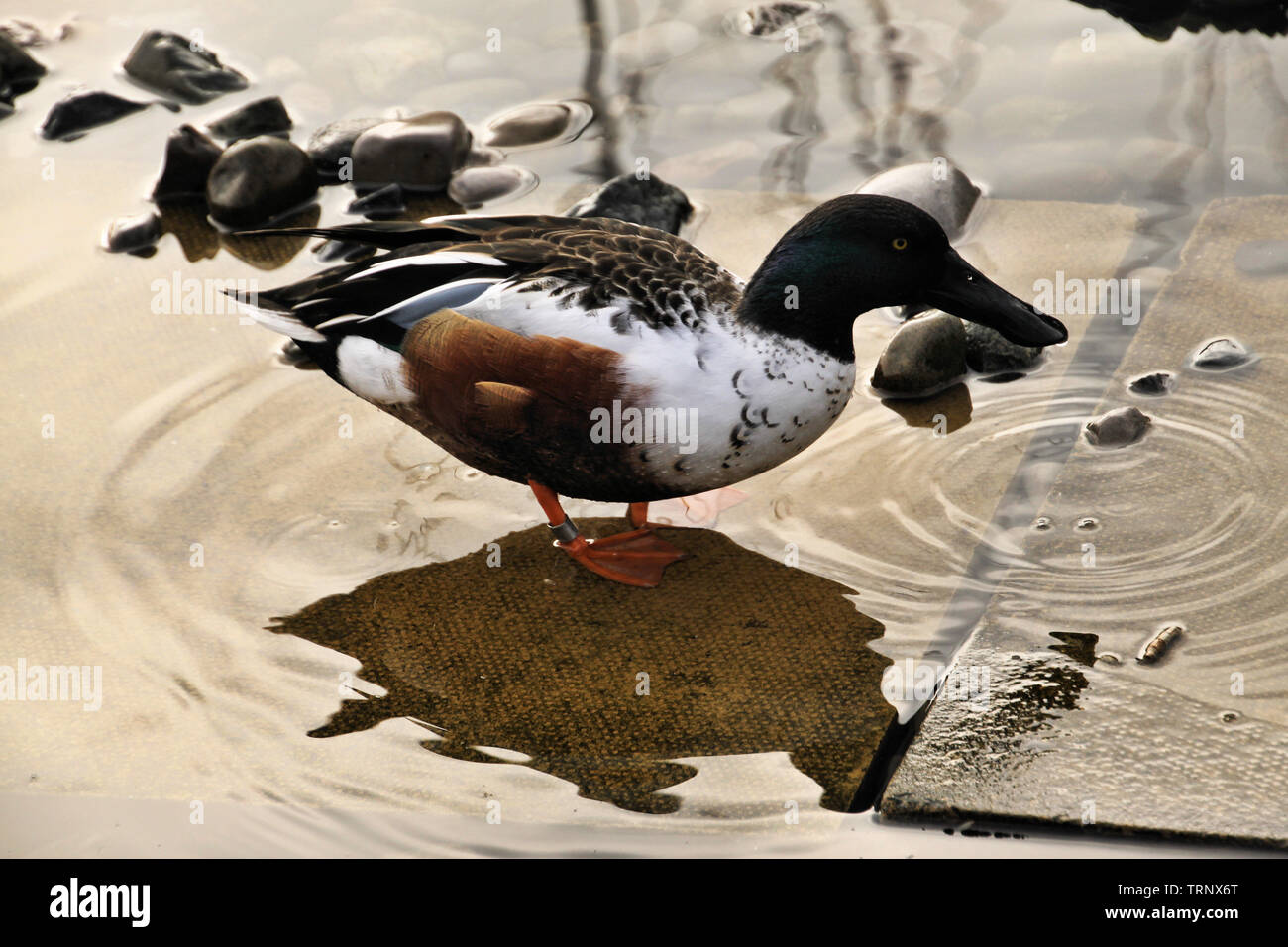 A picture of a Shoveller Duck Stock Photo - Alamy