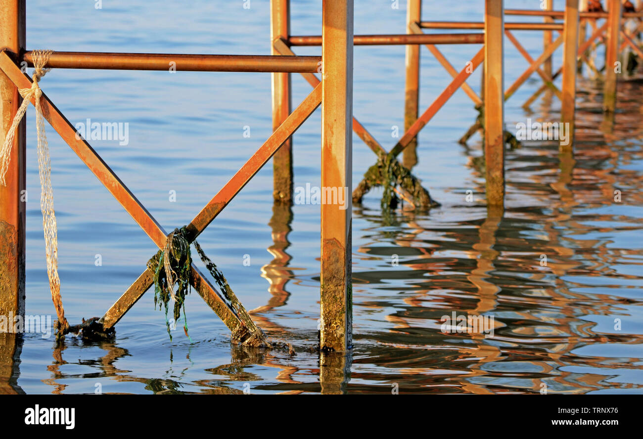 the wooden poles of a jetty in the Adriatic sea water Stock Photo - Alamy