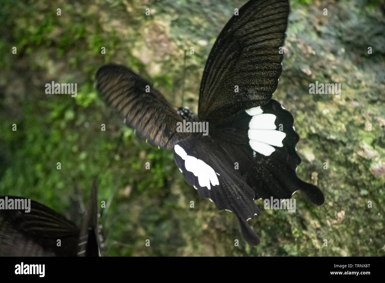 Black and White Helen butterfly color from Thailand, spot in ...