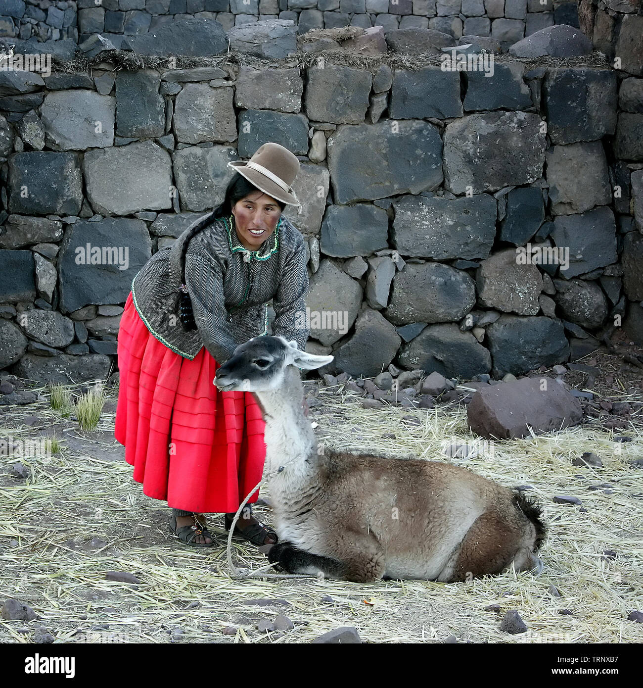 Amerind woman in traditional clothing and bowler hat tending a guanaco ...