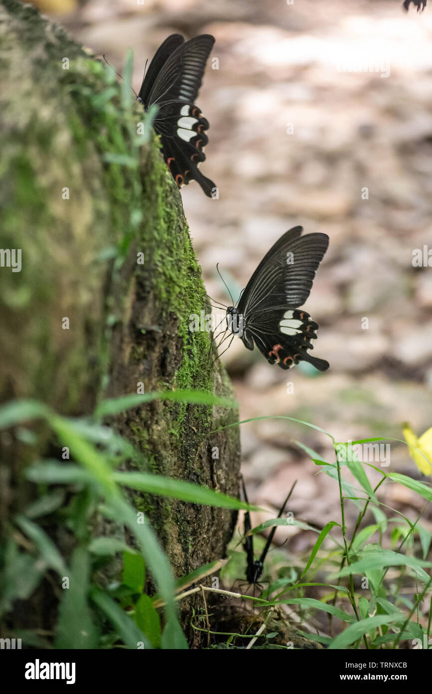 Black and White Helen butterfly color from Thailand, spot in ...