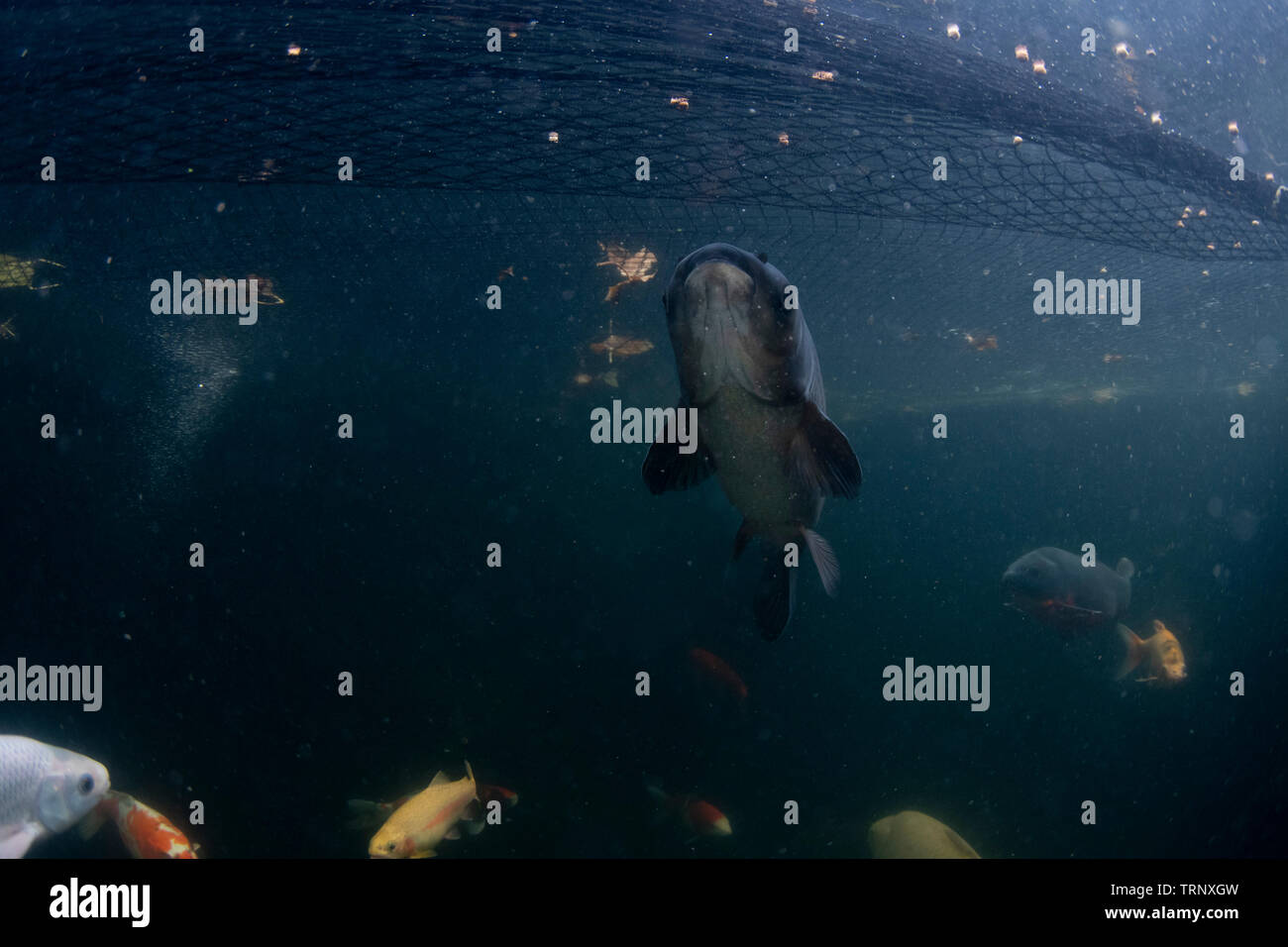 Goldfish grass hi-res stock photography and images - Alamy