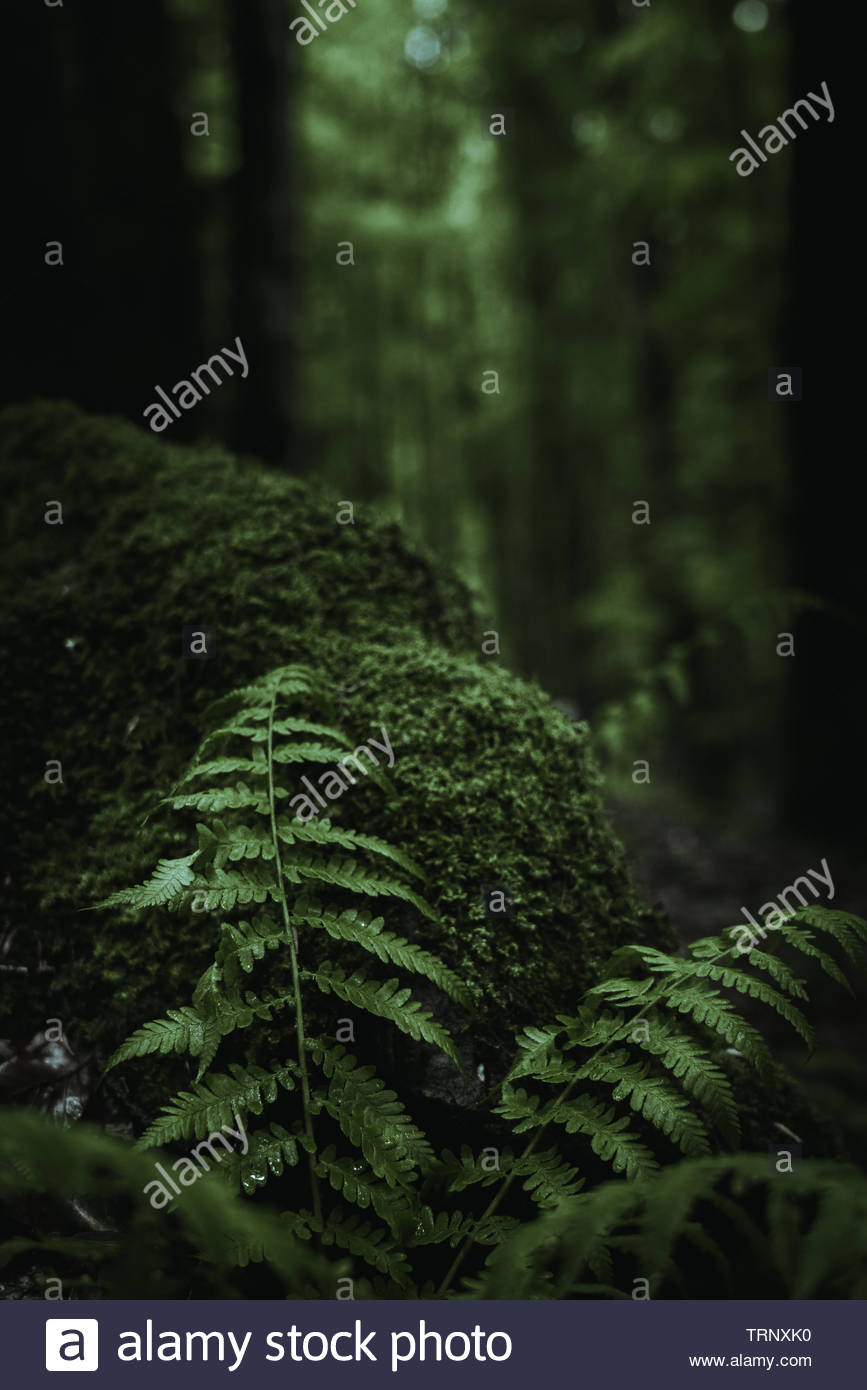 Farn Stock Photos & Farn Stock Images - Alamy
