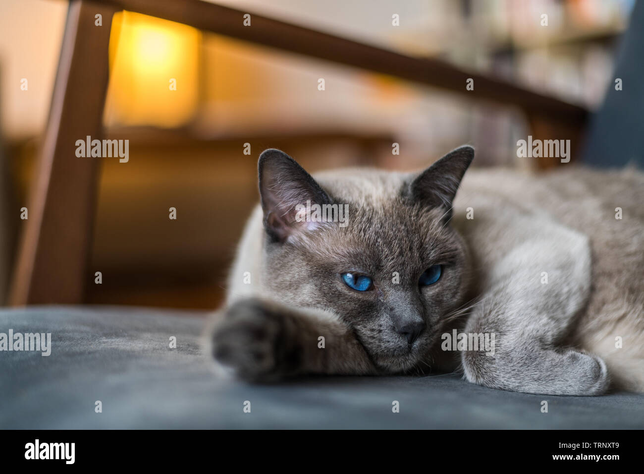 Reclining cat hi-res stock photography and images - Alamy