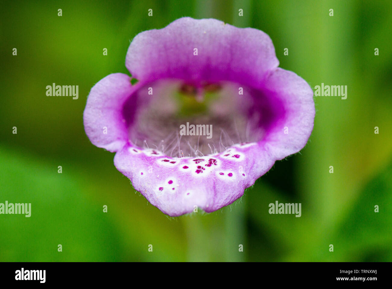 A close up of the flower of a common foxglove (Digitalis purpurea Stock ...