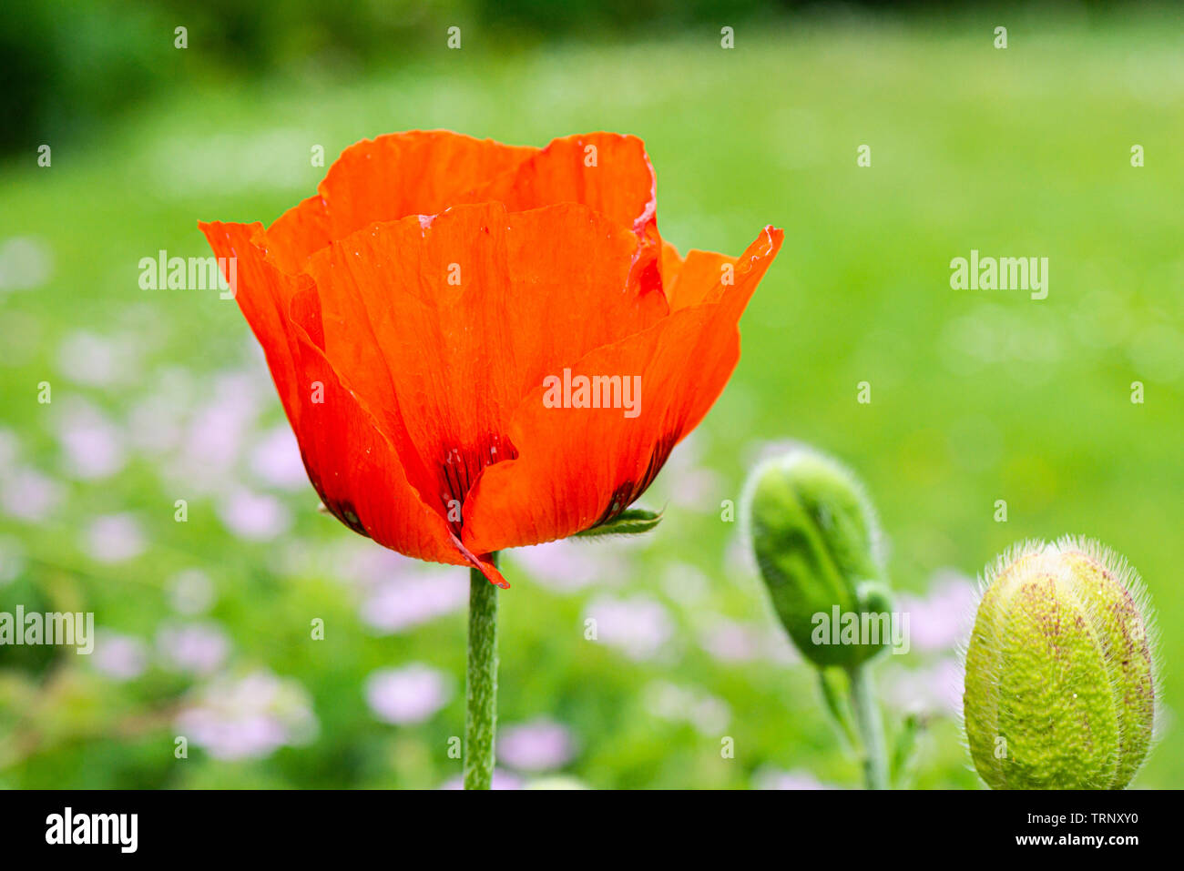 A red poppy (papaver Stock Photo - Alamy