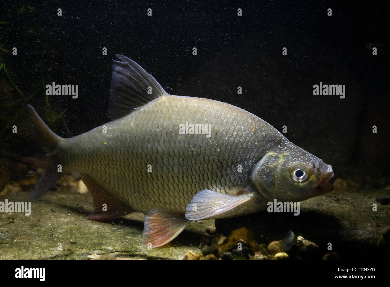 Rudd/Bream Hybrid, Nottingham, May Stock Photo - Alamy