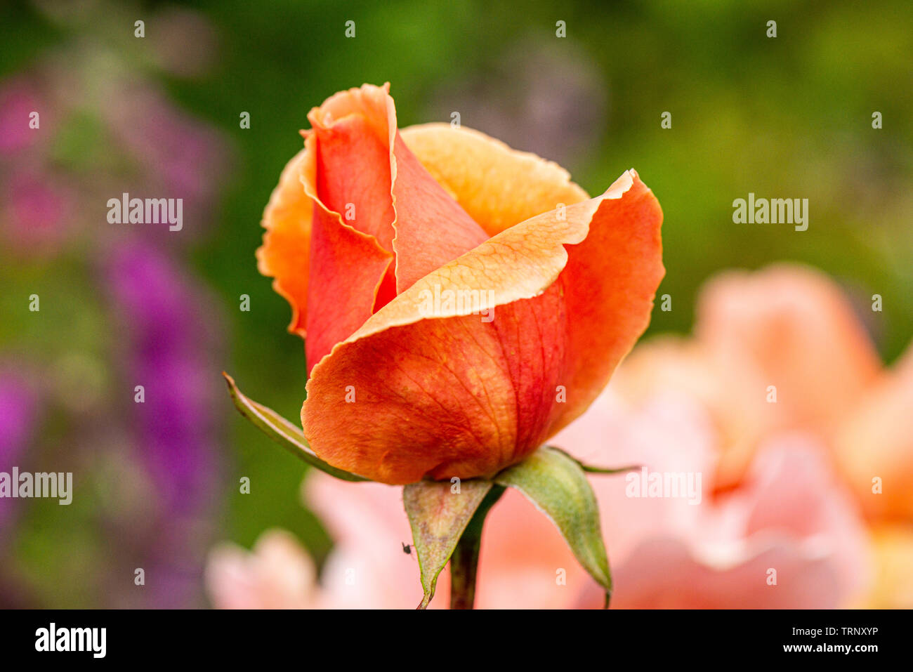 An orange rose flower bud opening Stock Photo - Alamy