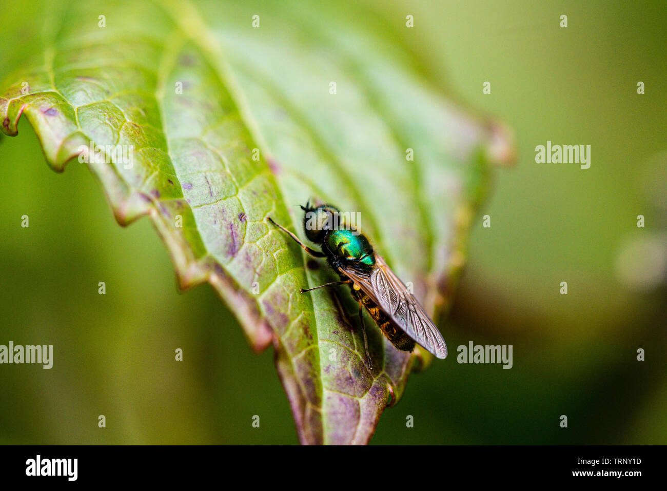 Centurian hi-res stock photography and images - Alamy
