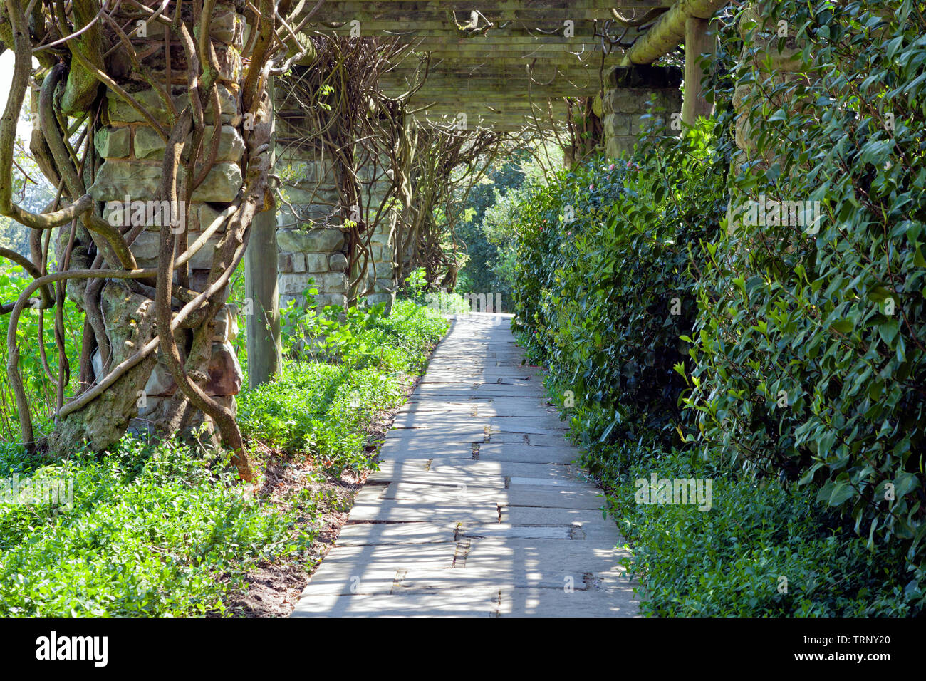 Spring garden with walking path under pergola with tree branches ...