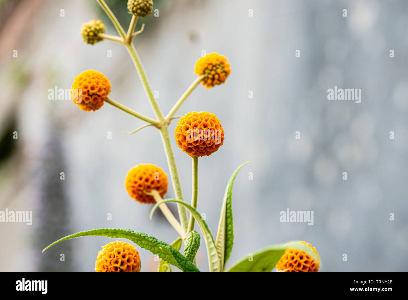 An orange ball tree (Buddleja globosa Stock Photo - Alamy