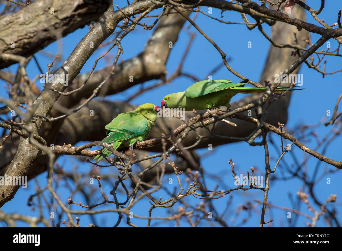 The rose-ringed parakeet, also known as the ring-necked parakeet, is a ...