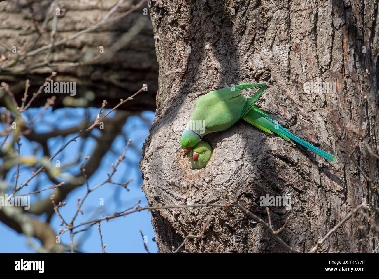 Indian ring neck green parakeet hi-res stock photography and images - Alamy